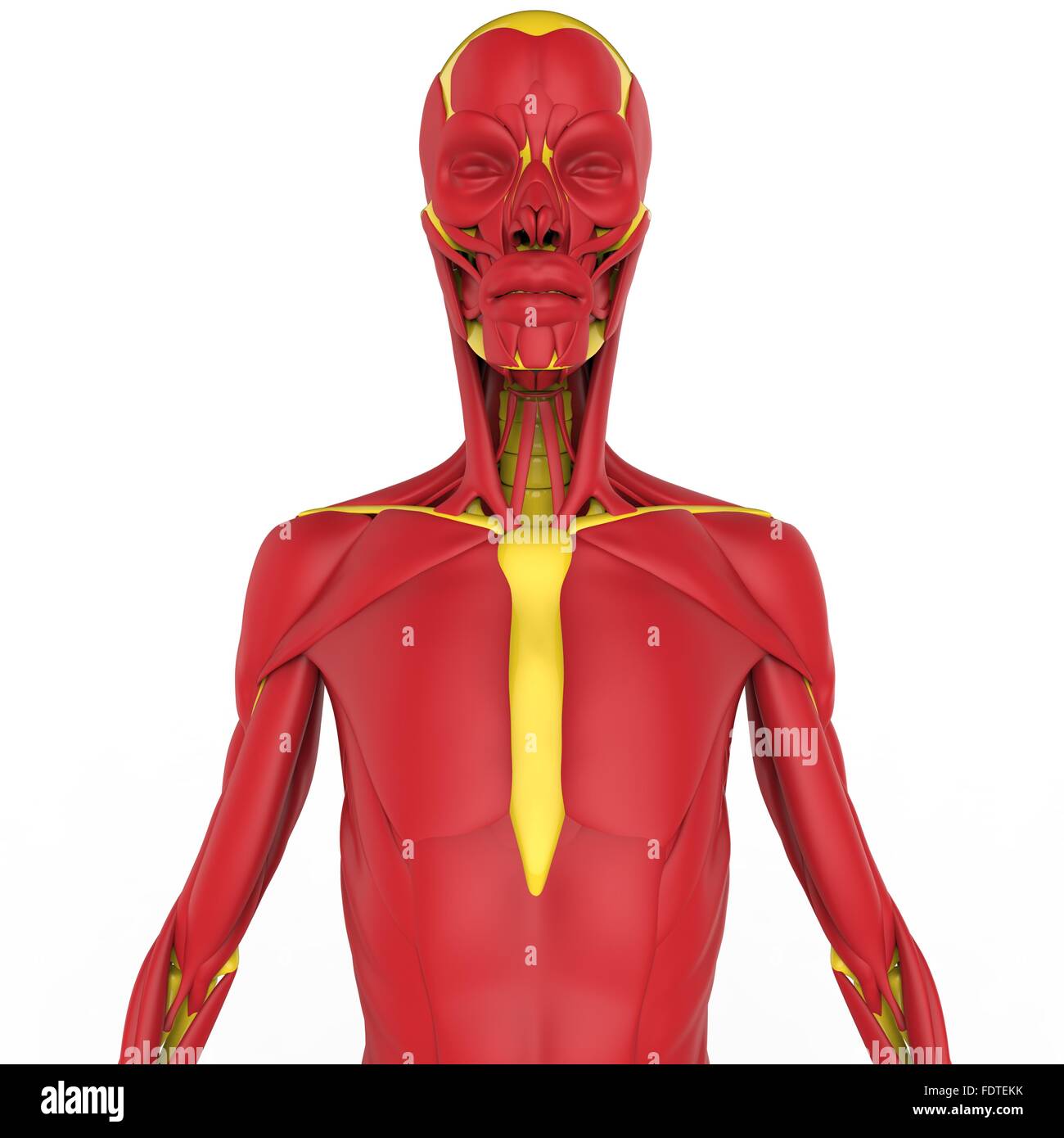 Human Body Muscles Anatomy Stock Photo - Alamy