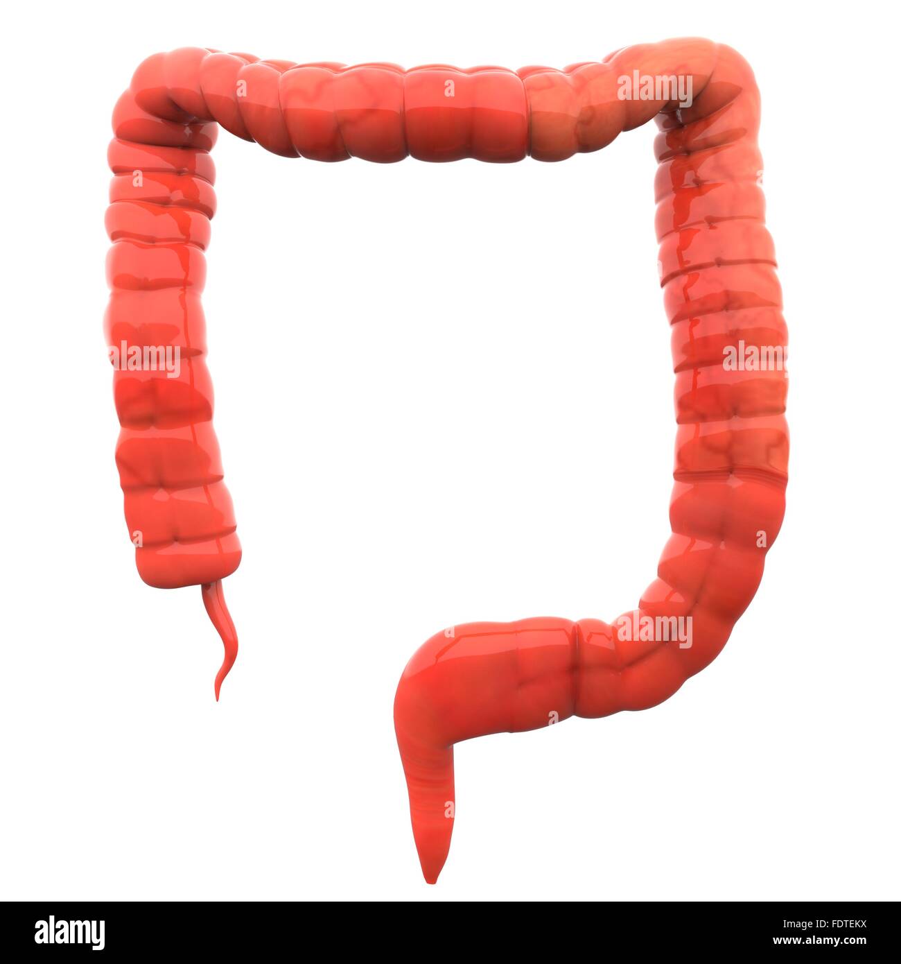 Human Digestive System Large Intestine Abatomy Stock Photo - Alamy
