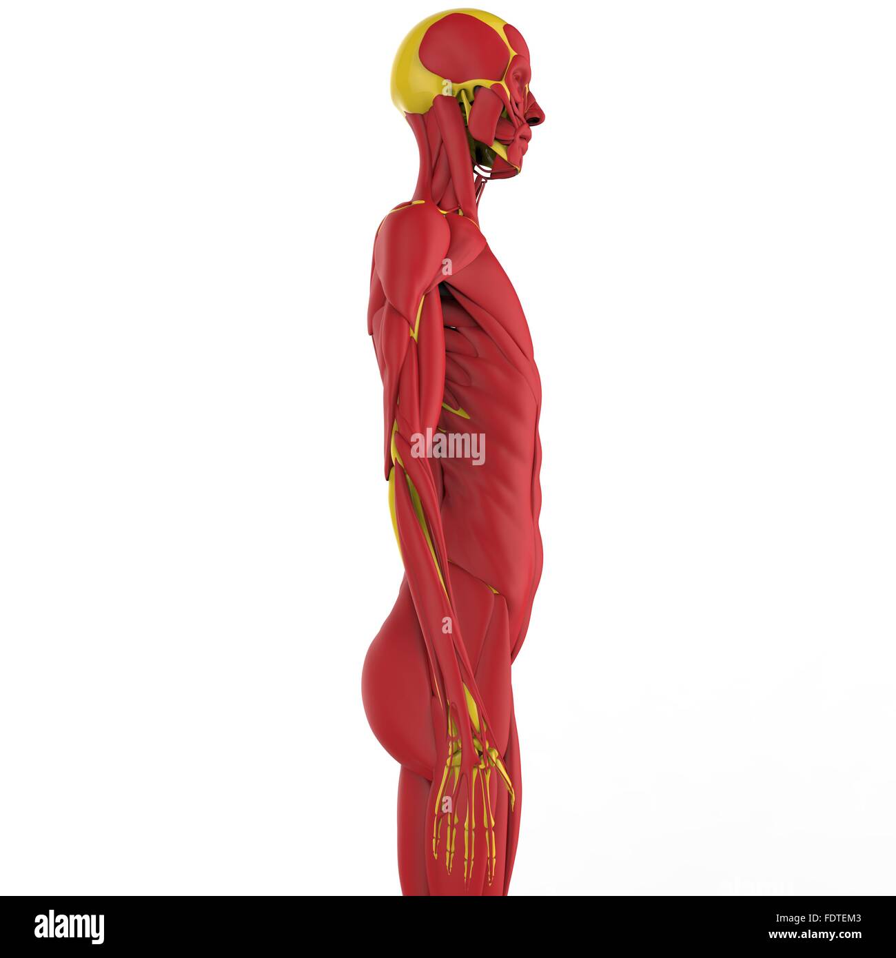 Human Body Muscles Anatomy Stock Photo - Alamy