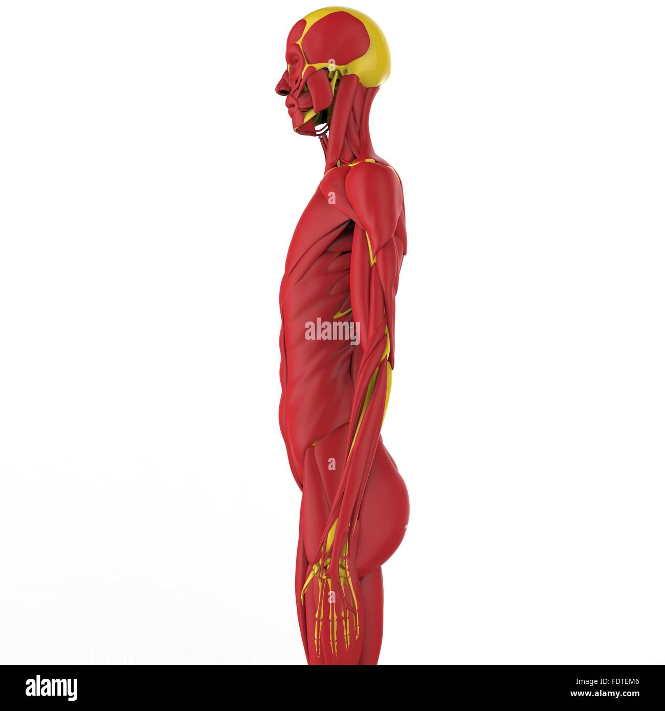 Human Body Muscles Anatomy Stock Photo - Alamy