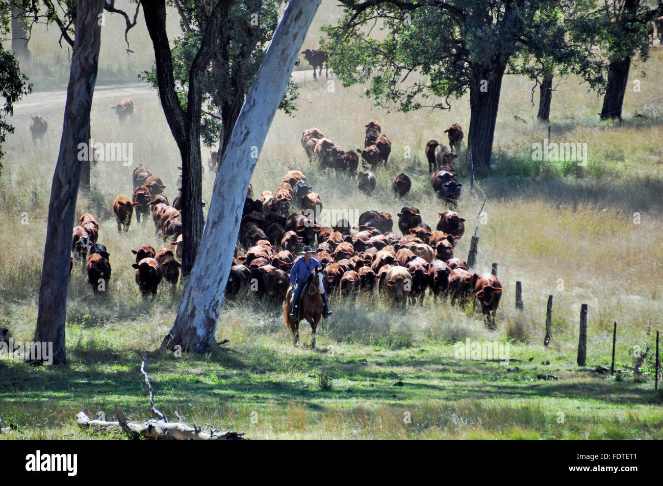 CATTLE MUSTER IN OUTBACK AUSTRALIA Stock Photo - Alamy