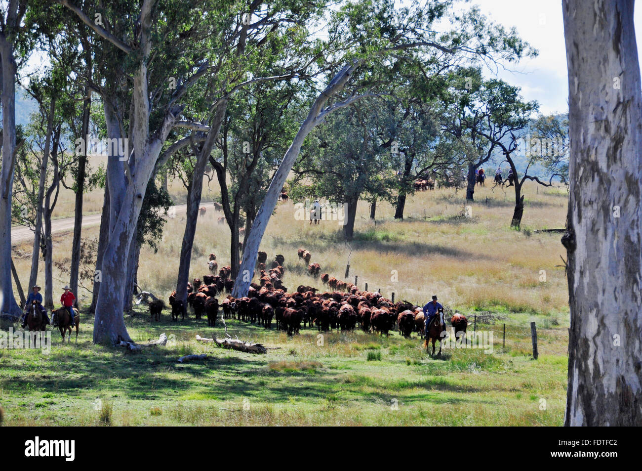 CATTLE MUSTER IN OUTBACK AUSTRALIA Stock Photo - Alamy