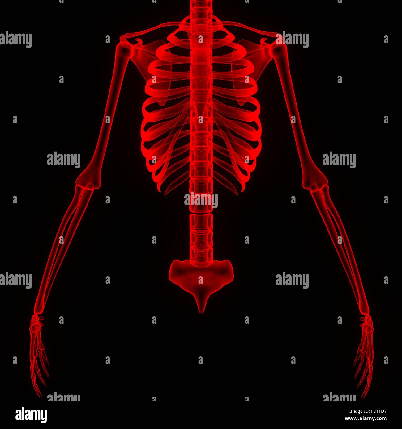 Human Skeleton System Anatomy Stock Photo - Alamy