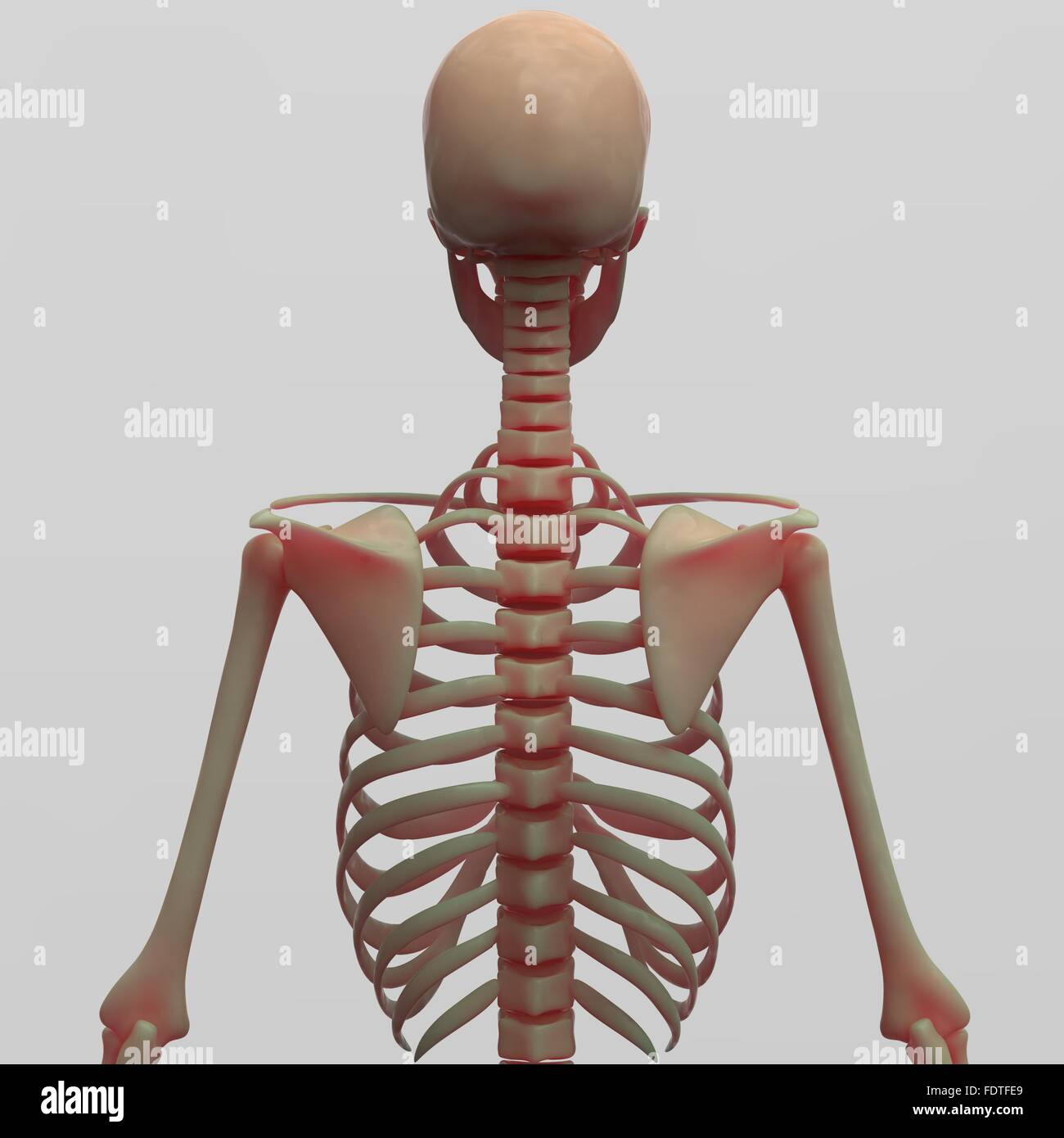 Human Skeleton System Anatomy Stock Photo - Alamy