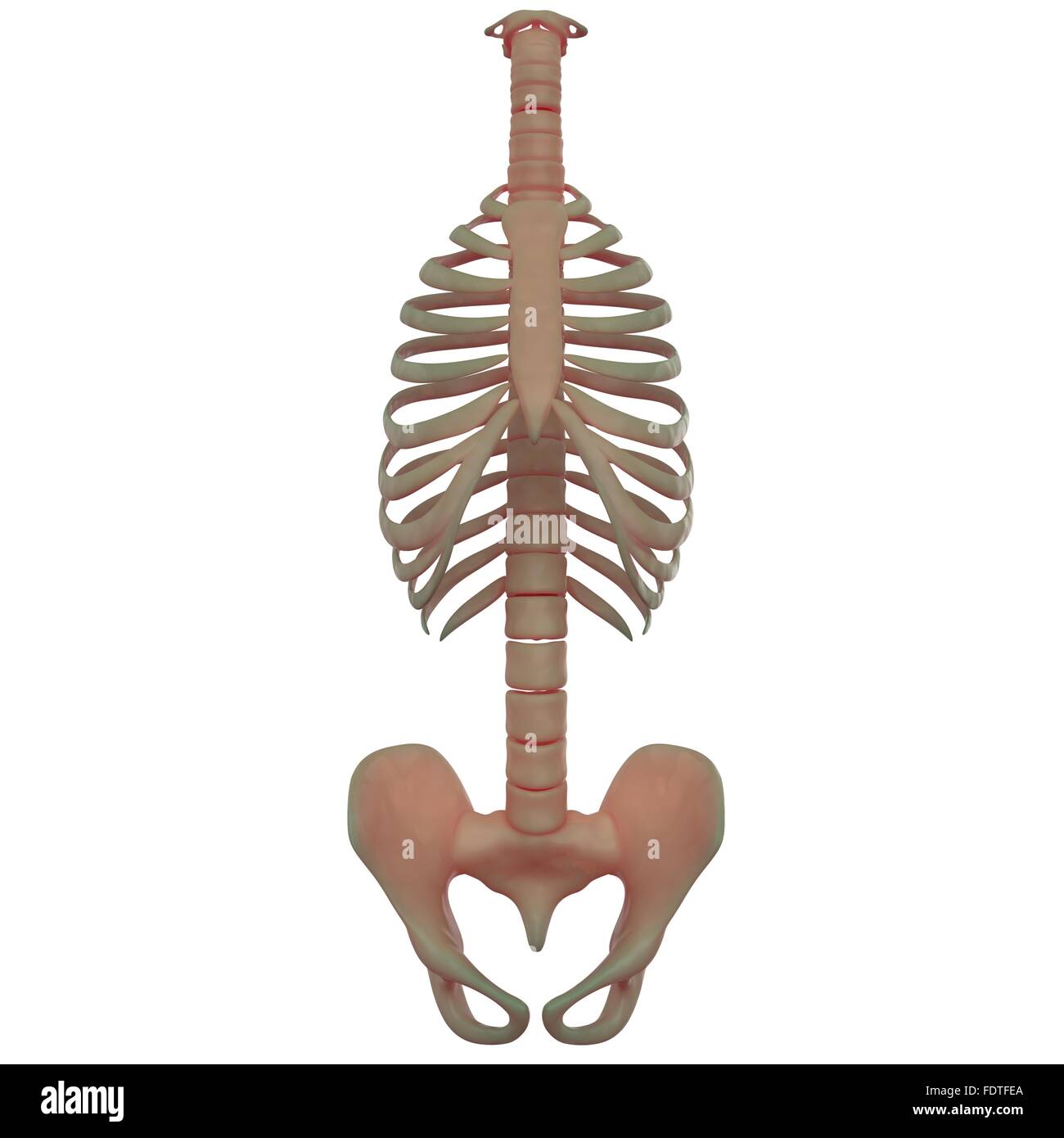 Human Skeleton System Anatomy Stock Photo - Alamy