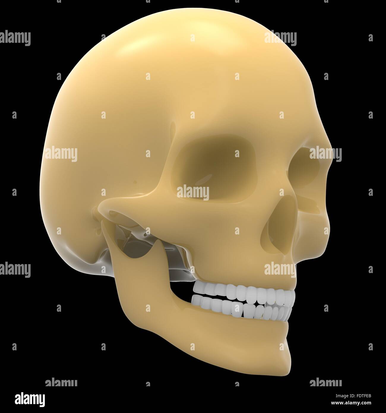 Human Skeleton System Anatomy Stock Photo - Alamy