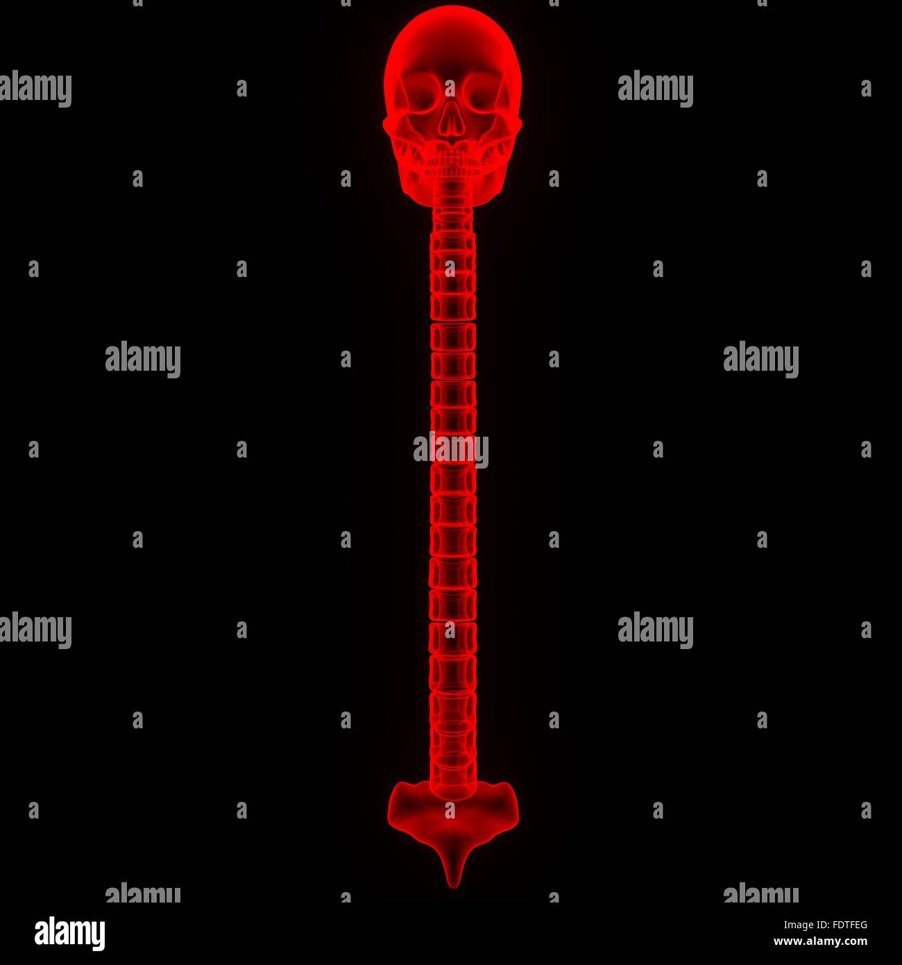 Human Skeleton System Vertebral Column Anatomy Stock Photo - Alamy