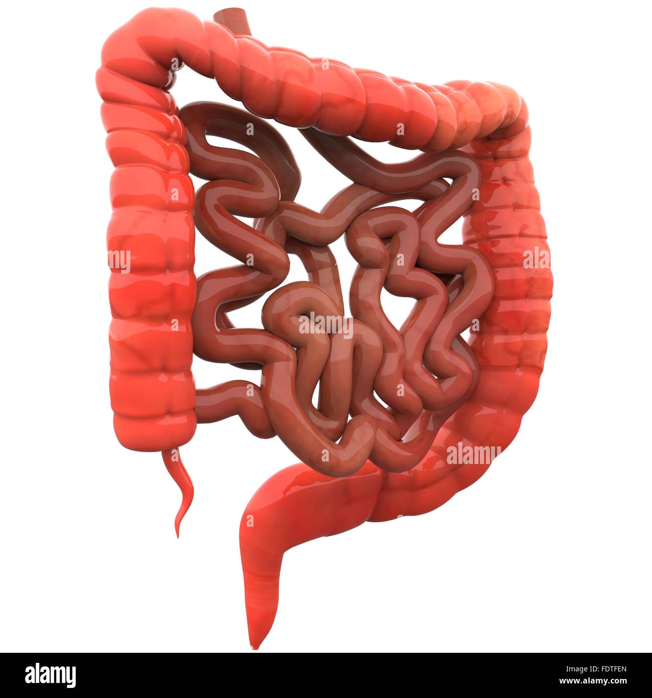 Large and Small Intestine Stock Photo - Alamy