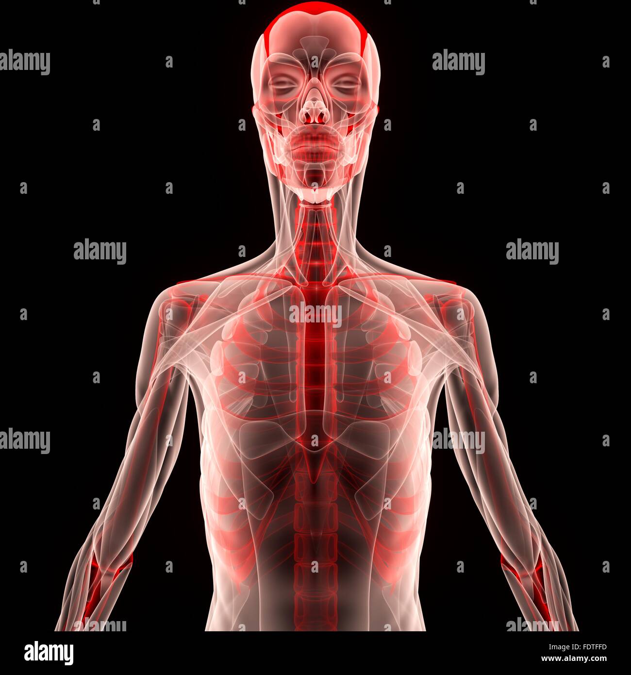 Human Muscle body with skeleton Stock Photo - Alamy