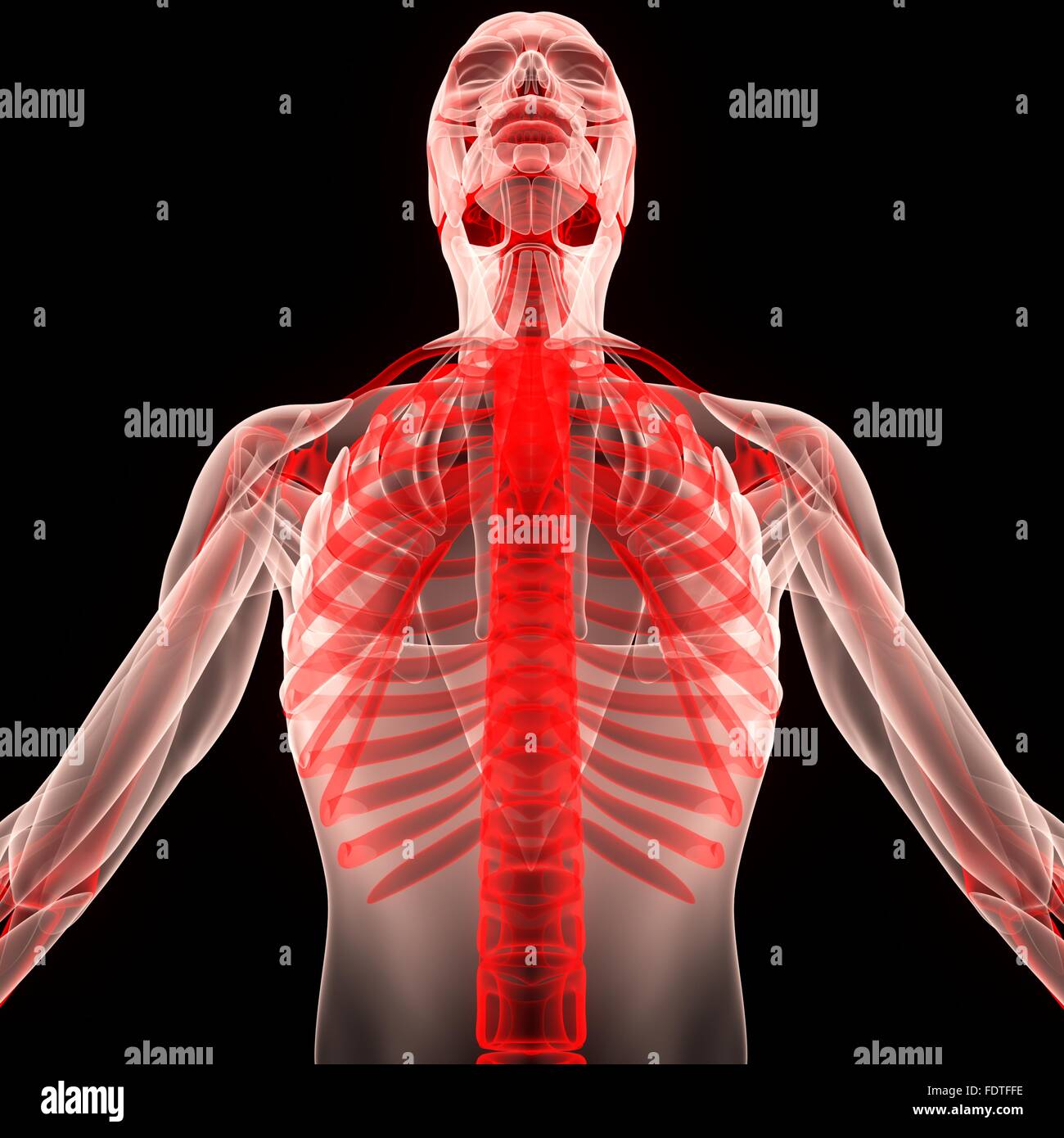 Human Muscle body with skeleton Stock Photo - Alamy