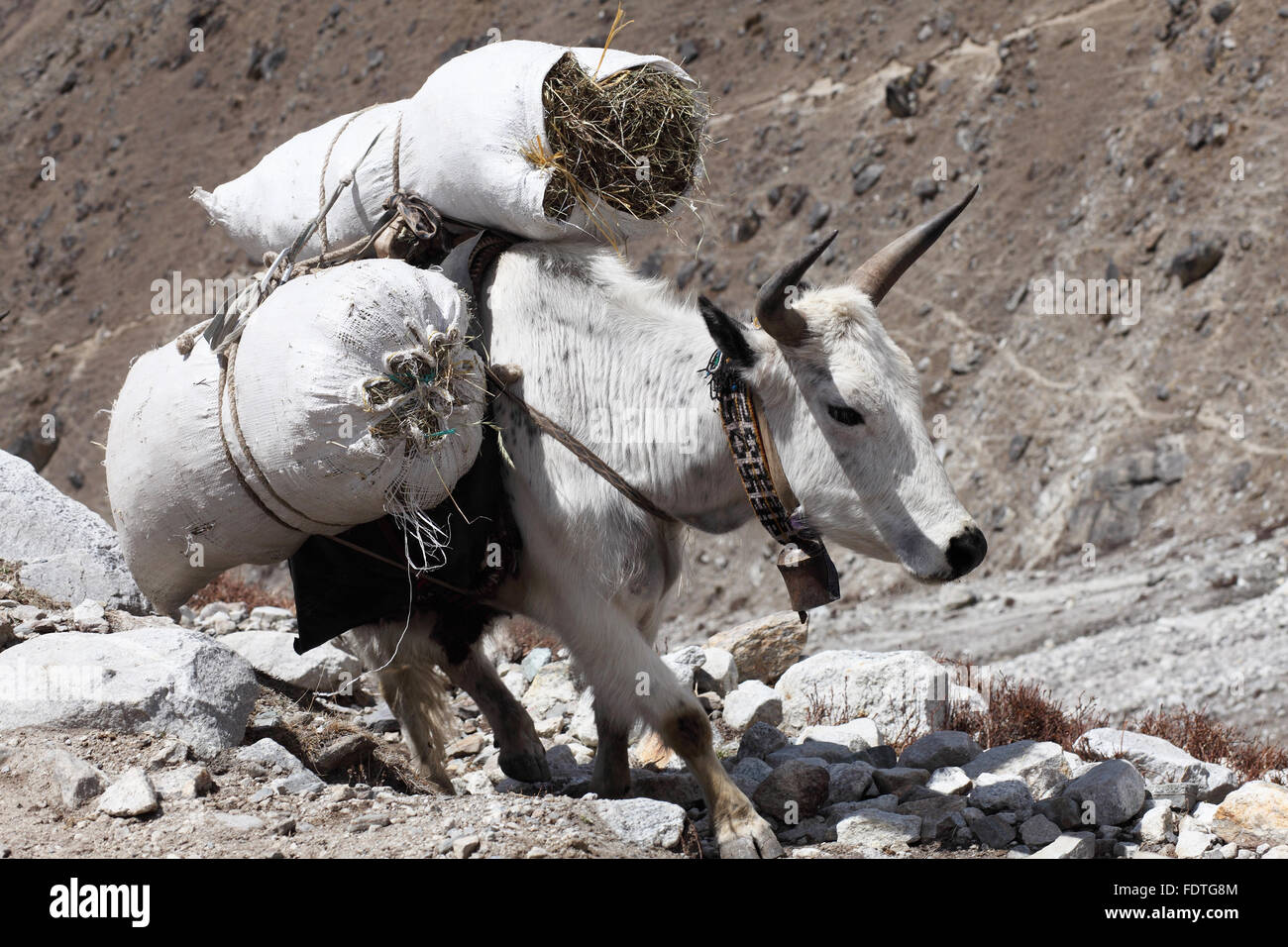Tibetan yak with cargo in the mountains Stock Photo - Alamy