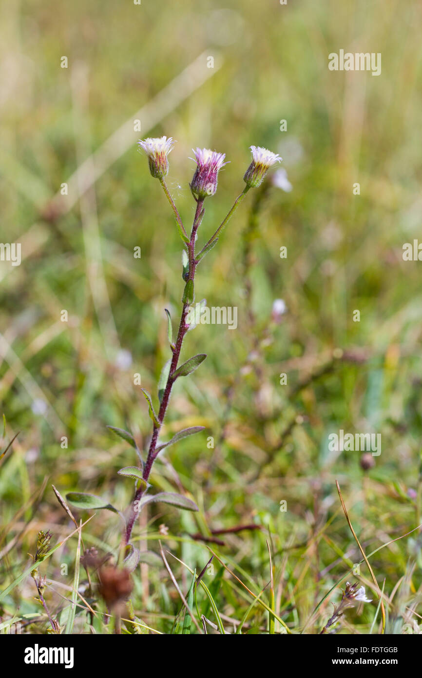 Blue Fleabane (Erigeron acer) flowering, in limestone grassland ...