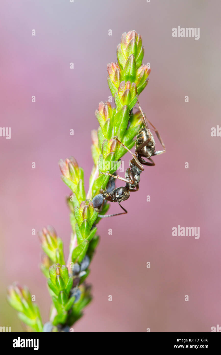 Dusky Ant (Formica fusca) adult worker tending aphids on Common Heather ...