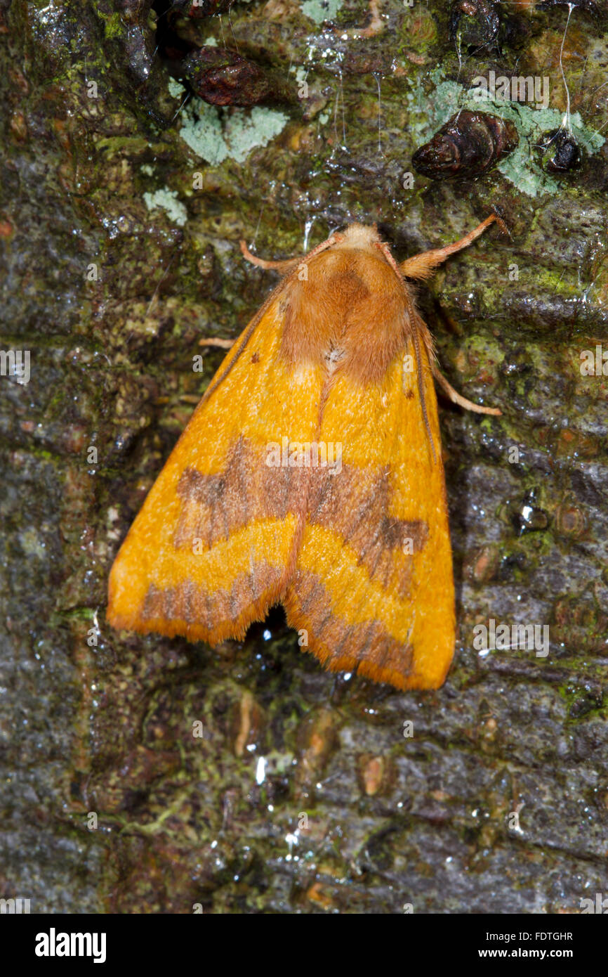 Centre-barred Sallow (Atethmia centrago) adult moth resting on tree ...