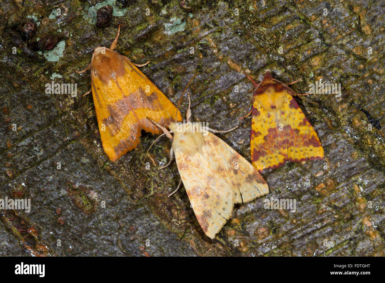 Moths of britain High Resolution Stock Photography and Images - Alamy