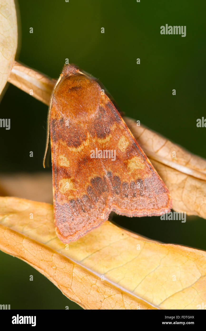 Flounced Chestnut moth (Agrochola helvola) adult moth resting amongst ...