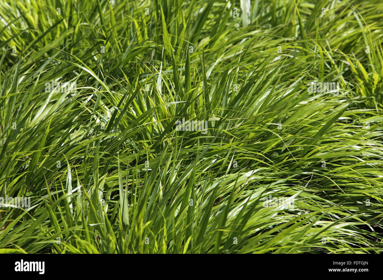 Berlin greenery hi-res stock photography and images - Alamy