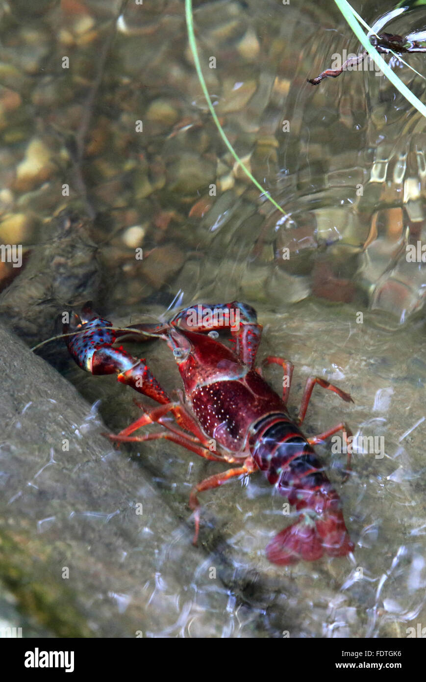 Berlin, Germany, Europaeischer Hummer Stock Photo - Alamy