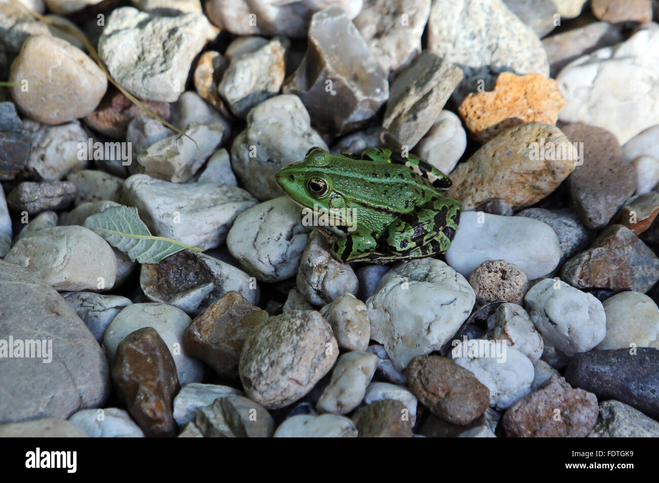 Berlin, Germany, pond frog sitting on pebbles Stock Photo - Alamy
