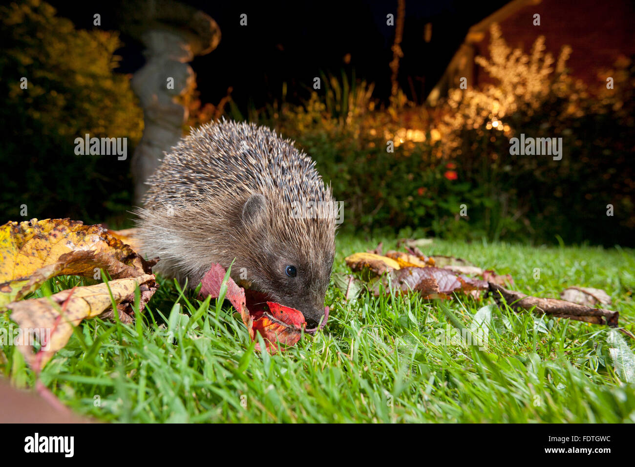 Hedgehogs autumn uk hi-res stock photography and images - Alamy
