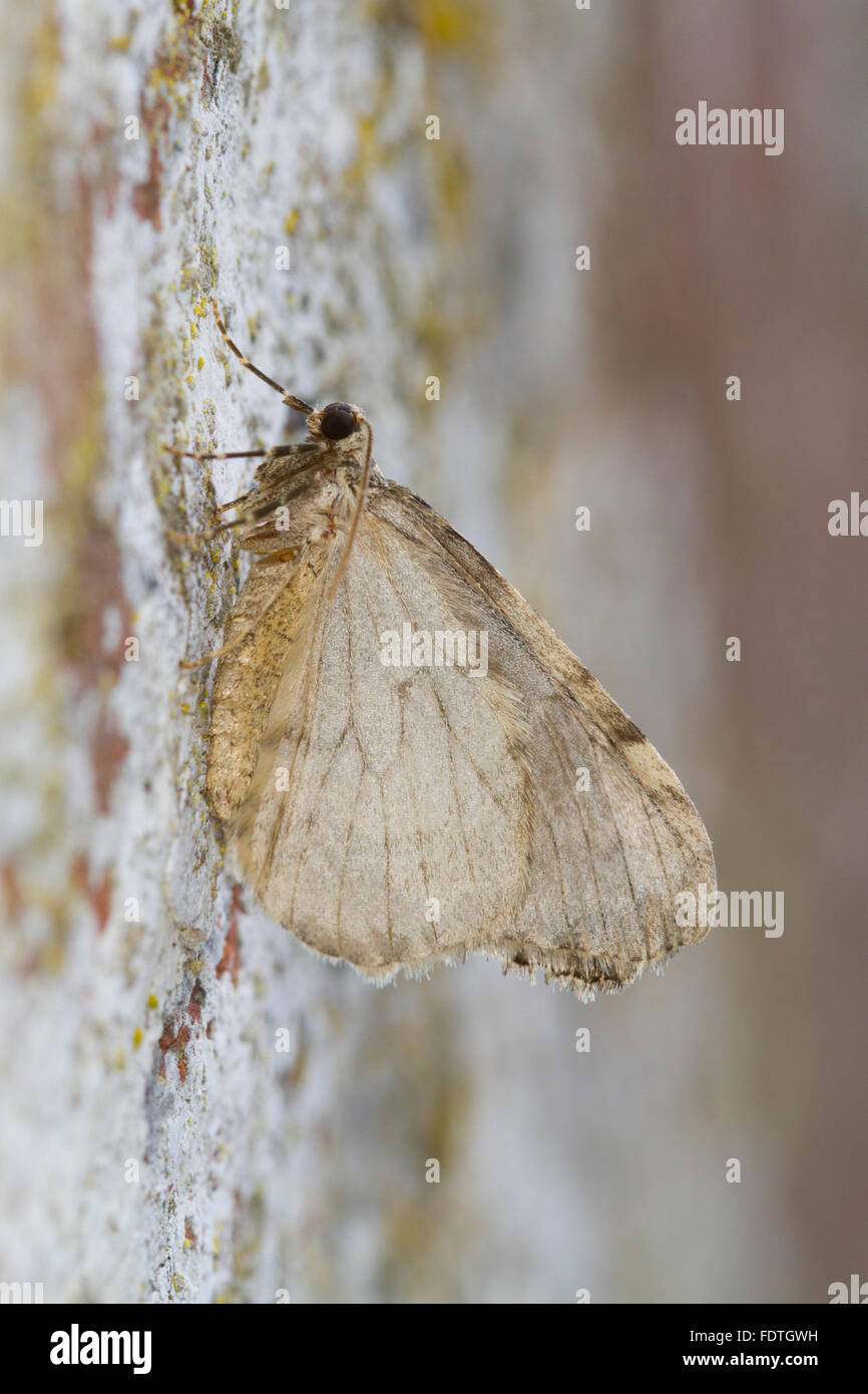 November moth (Epirrita dilutata) underside of an adult moth resting on ...