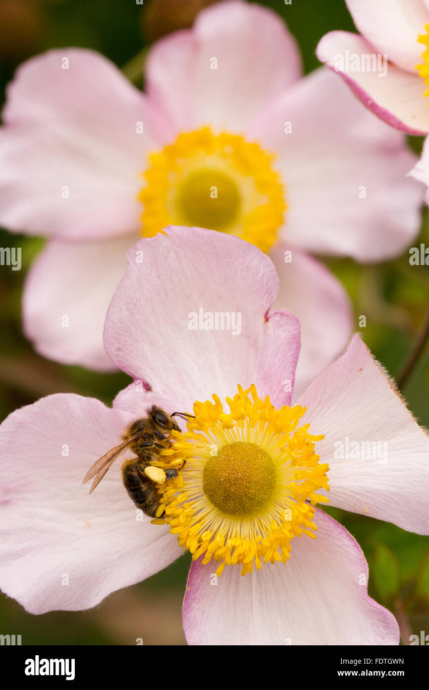 Female worker bee hi-res stock photography and images - Alamy