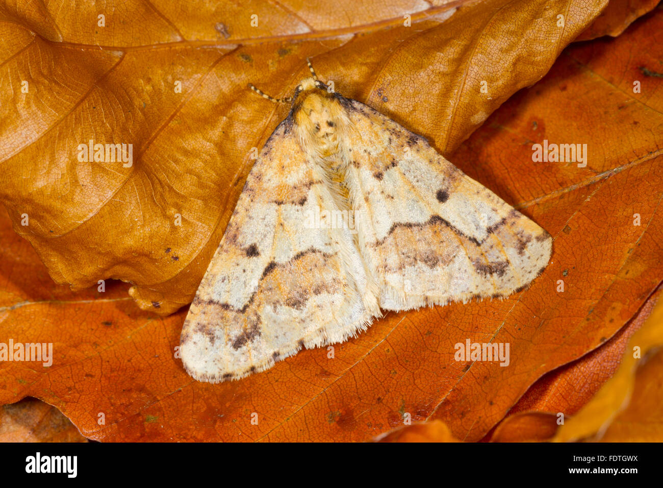 Mottled Umber (Erannis defoliaria) adult male resting on fallen leaves ...