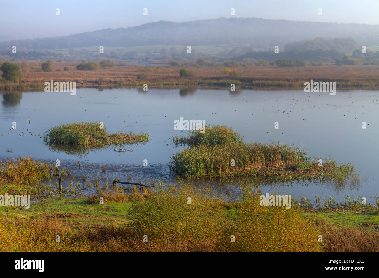 View overfreshwater pools and reedbed, wetland habitat. Leighton Moss ...