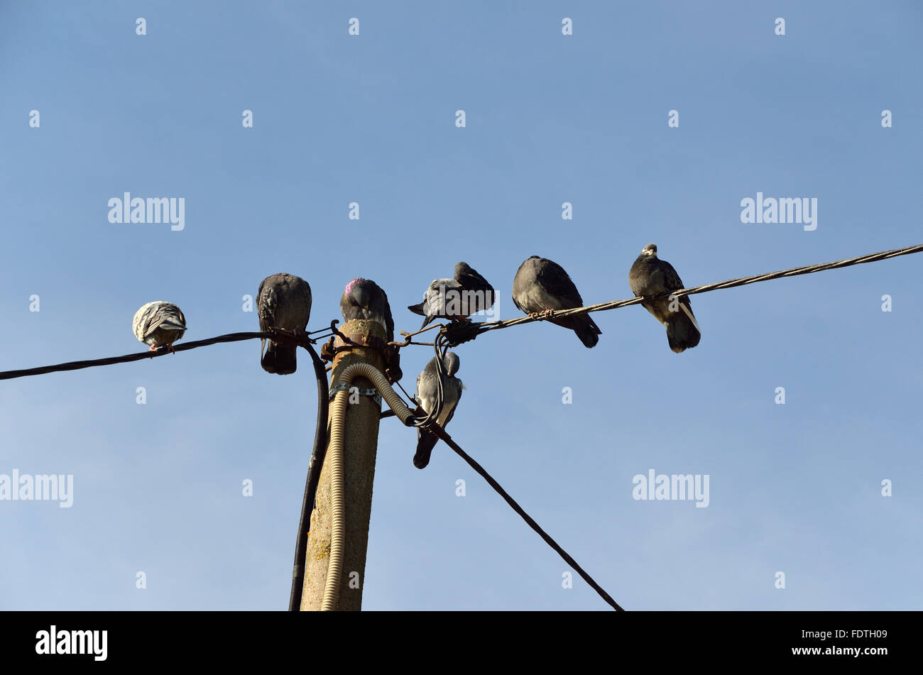 Several pigeons sitting on wire and lamppost Stock Photo - Alamy
