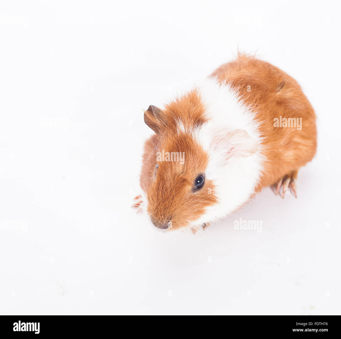 Animal portrait photography of guinea pig hi-res stock photography and ...