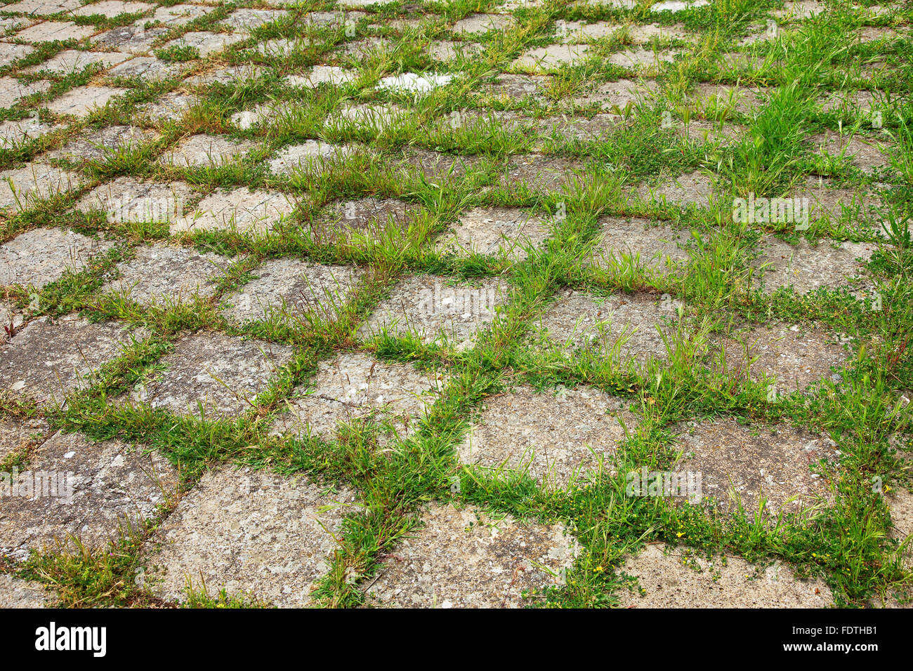 Grungy interlocking concrete pavement with grass growing along its joint for textural background ...