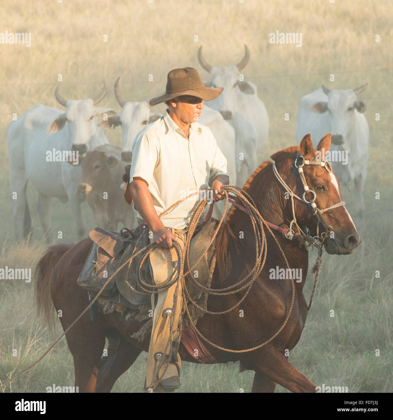 Pantaneiro horse hi-res stock photography and images - Alamy