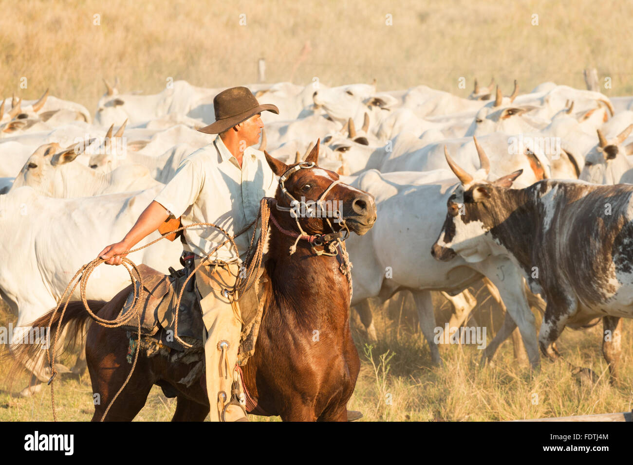 Pantaneiro horse Pantanal Brazil wild wetland sun Stock Photo - Alamy