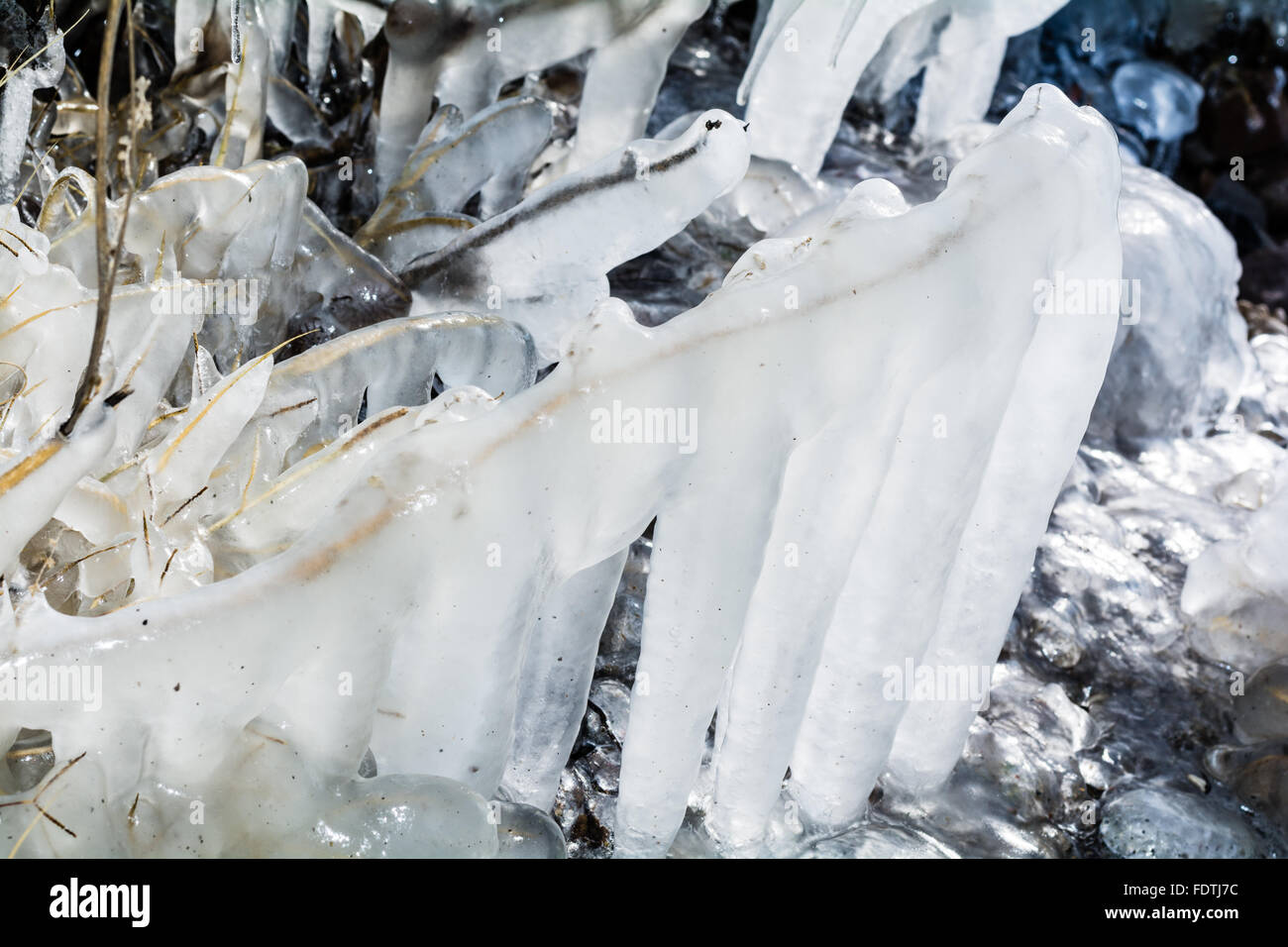 Frozen bushes hi-res stock photography and images - Alamy