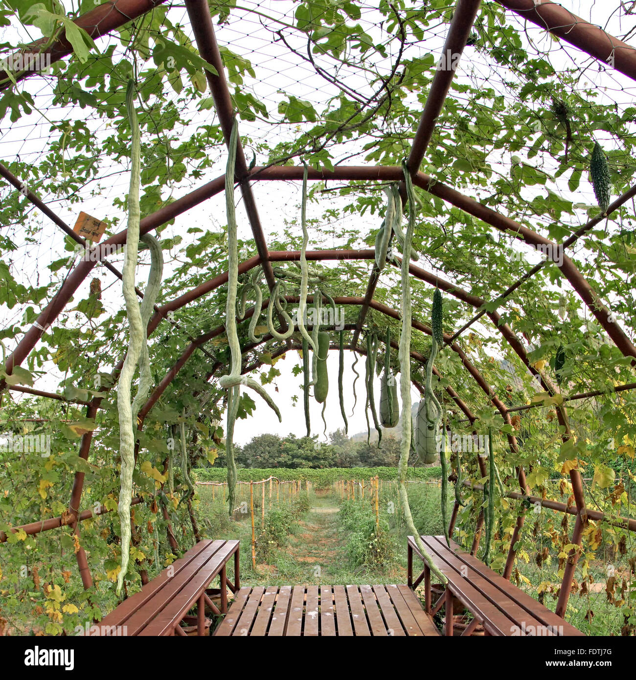 Snake gourd hi-res stock photography and images - Alamy