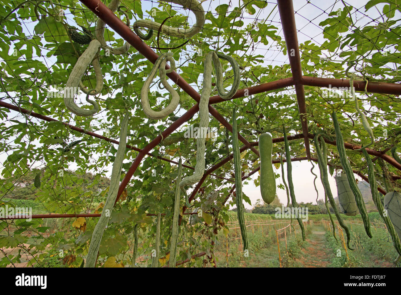 snake gourd or padwal on tree in vegetable garden Stock Photo - Alamy