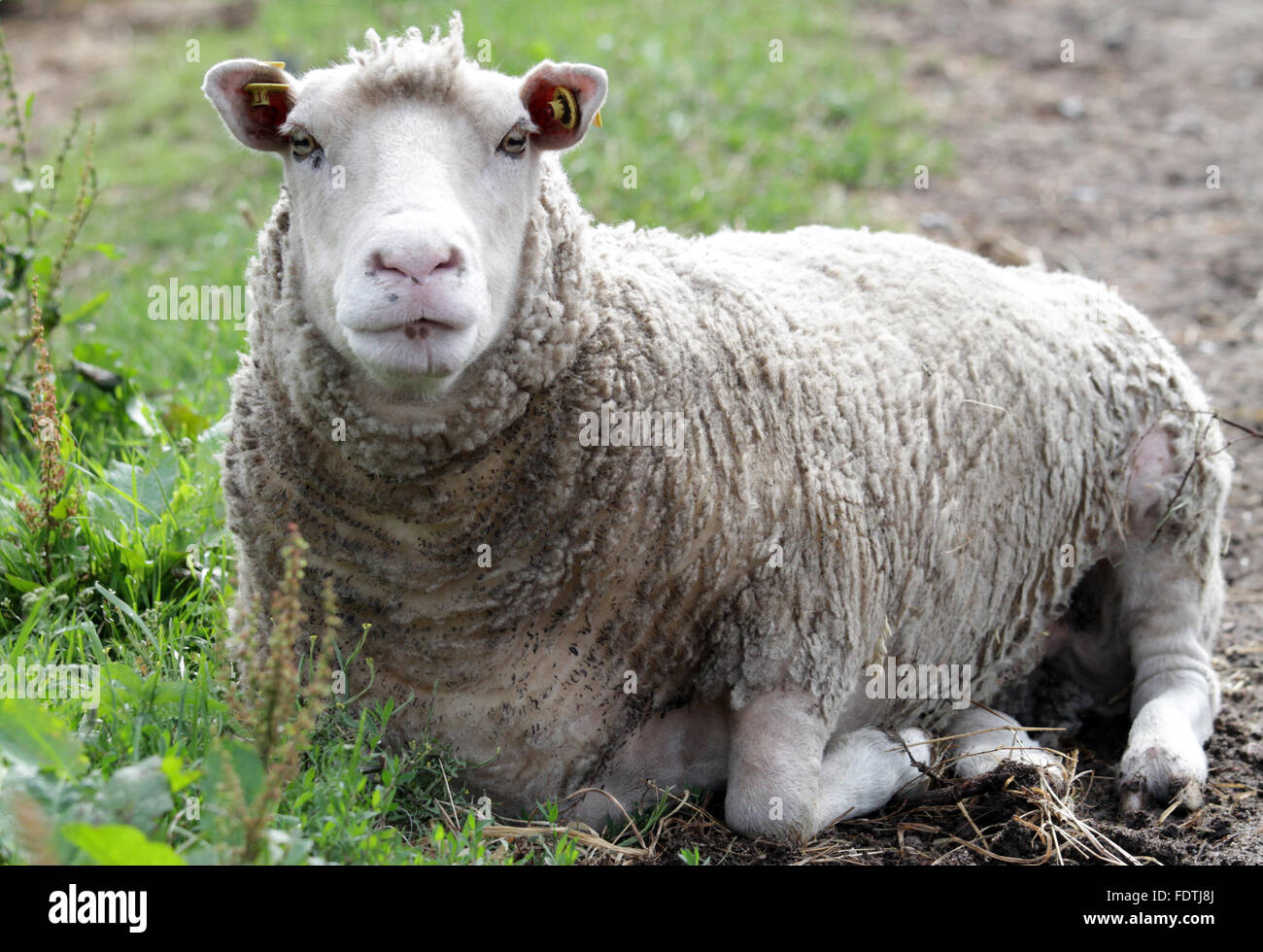 Schwerin, Germany, Domestic Sheep Stock Photo - Alamy