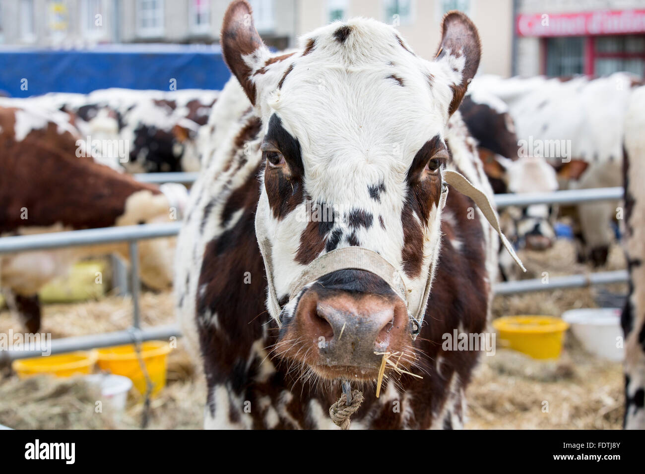 Brown and white cow snout close up , sadness, anger farmers Stock Photo ...