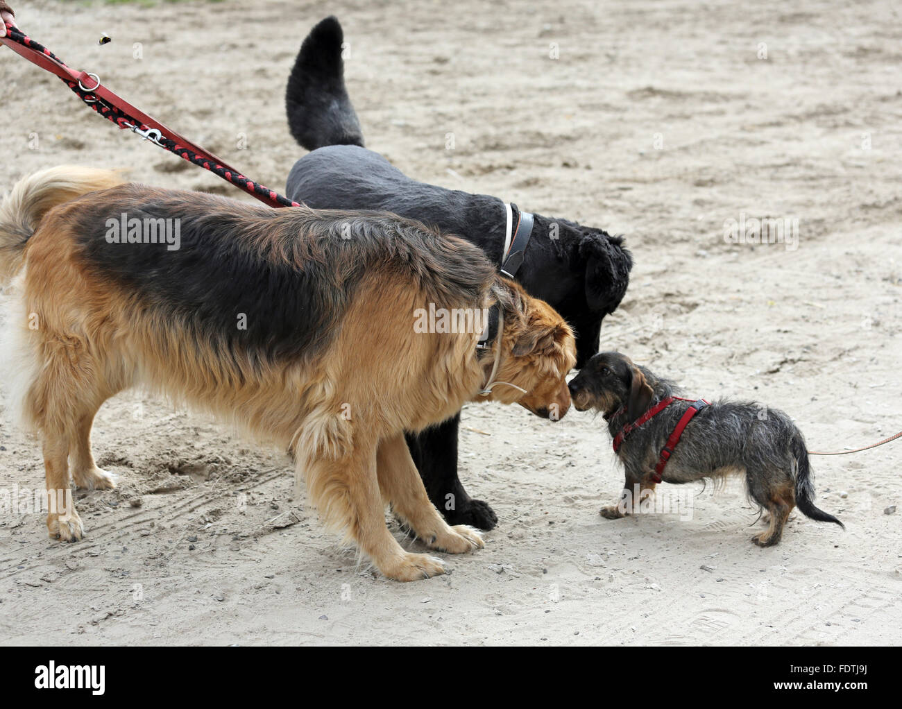 Dogs sniff at each hi-res stock photography and images - Alamy