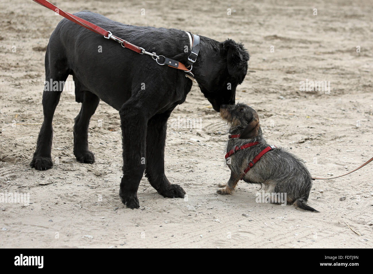 Large and small dogs hi-res stock photography and images - Alamy