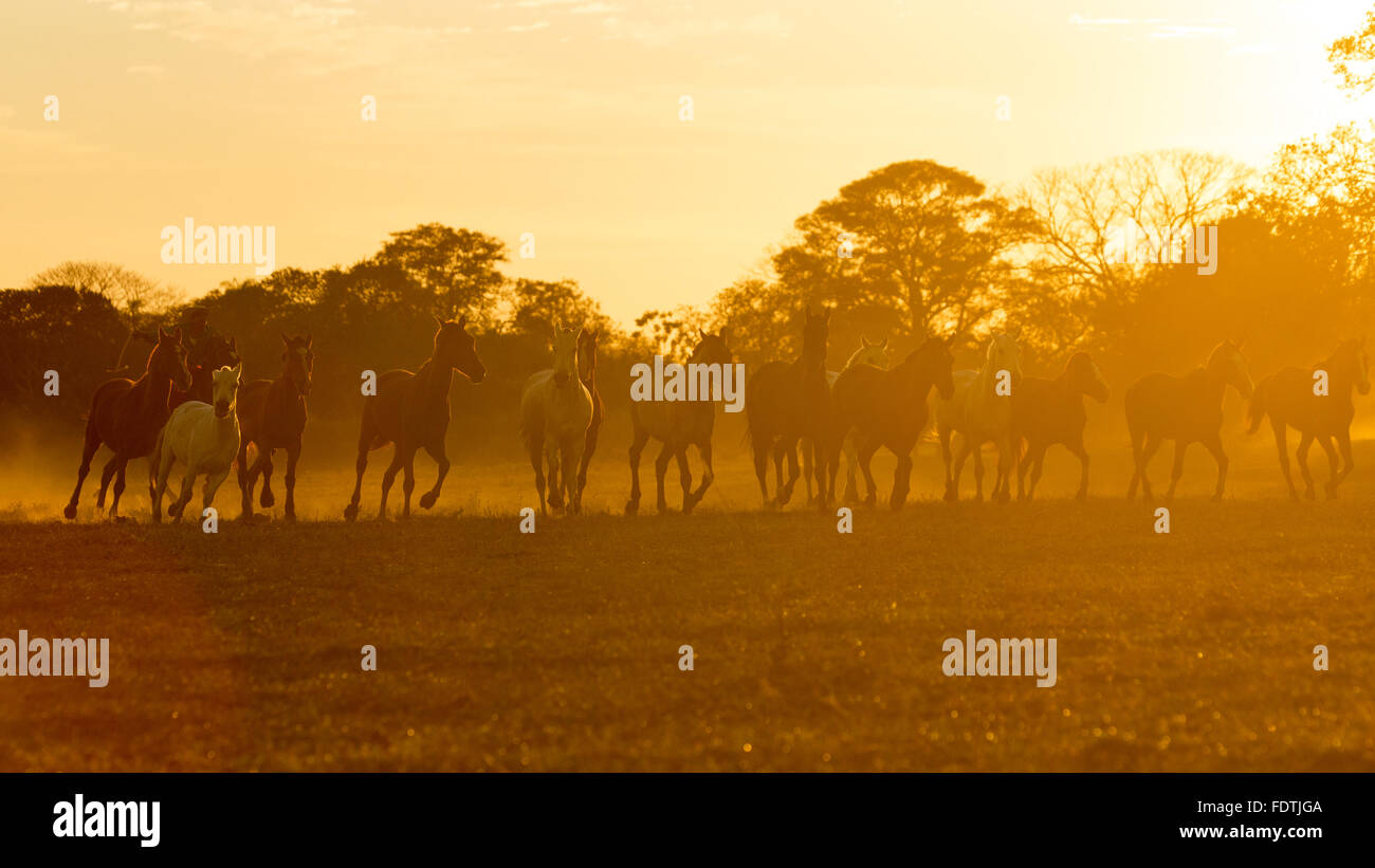 Pantaneiro horse Pantanal Brazil wild wetland sun Stock Photo - Alamy