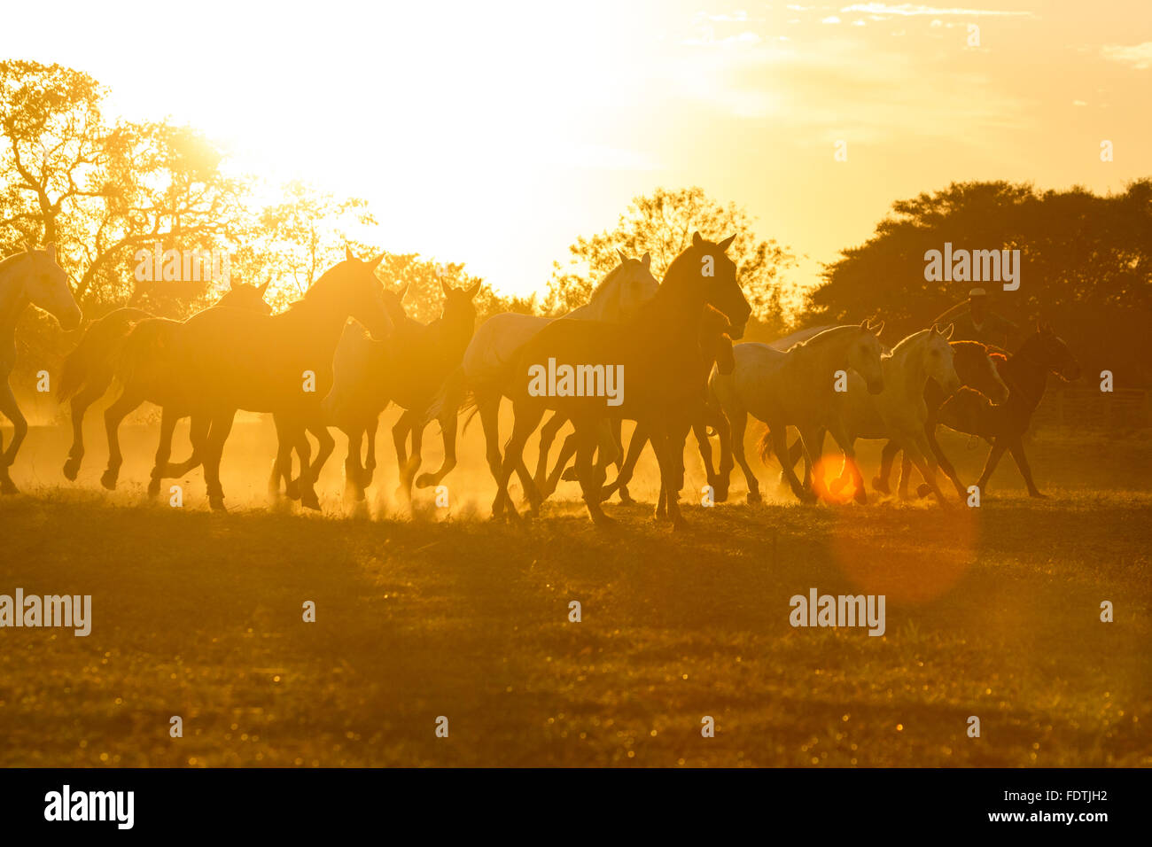Pantaneiro horse Pantanal Brazil wild wetland sun Stock Photo - Alamy