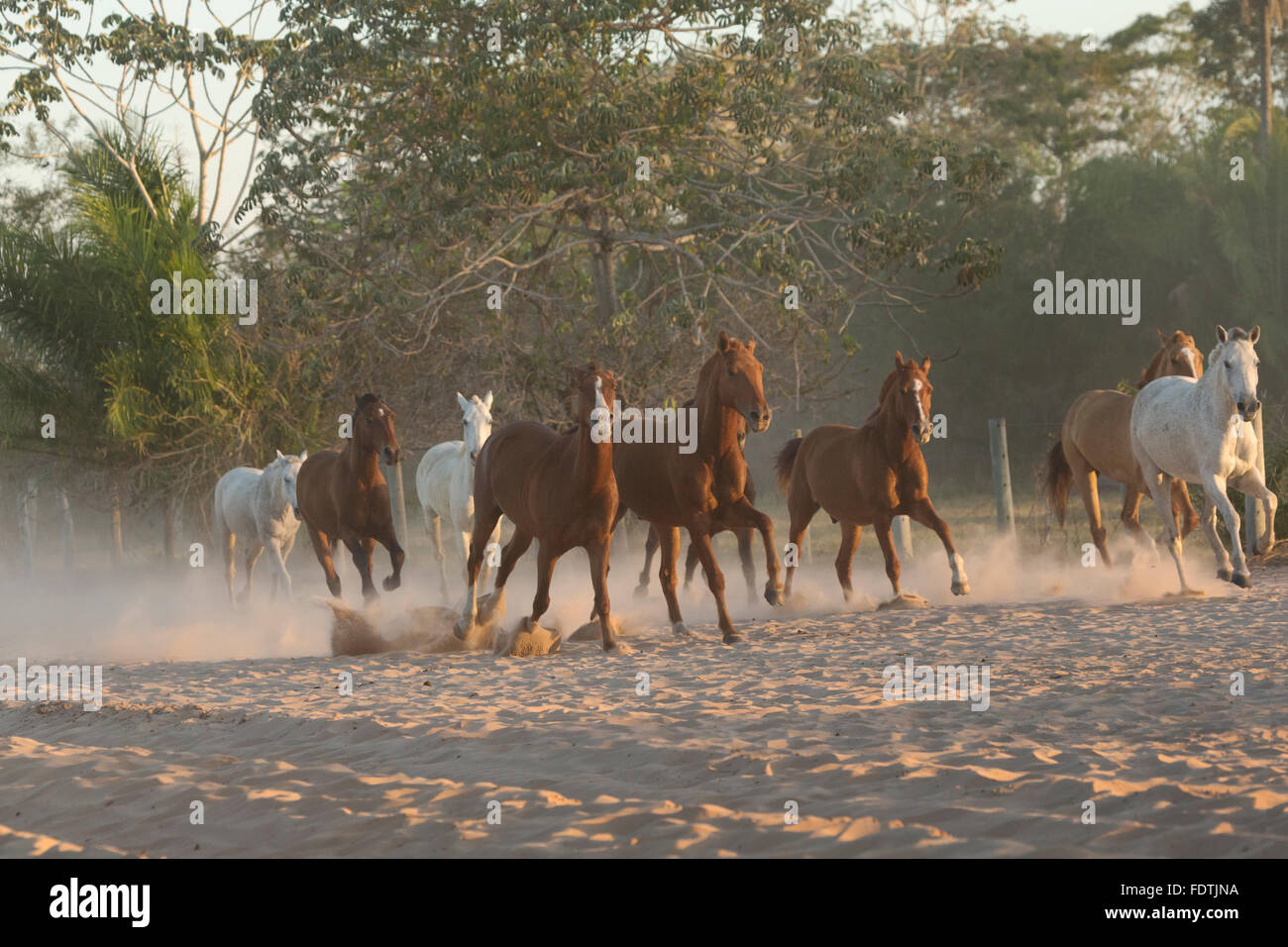 Pantaneiro horse Pantanal Brazil wild wetland sun Stock Photo - Alamy