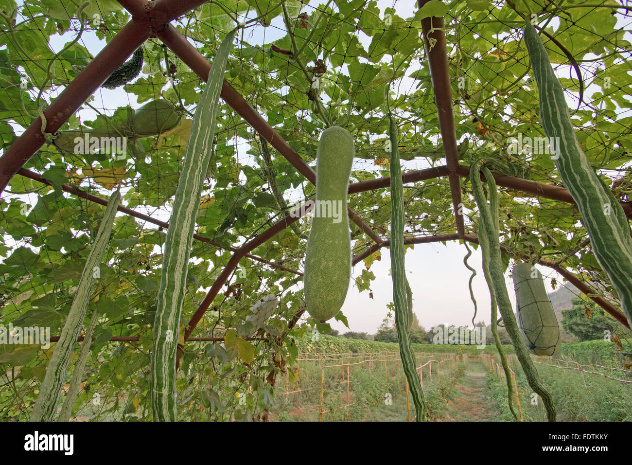 Snake gourd hi-res stock photography and images - Alamy