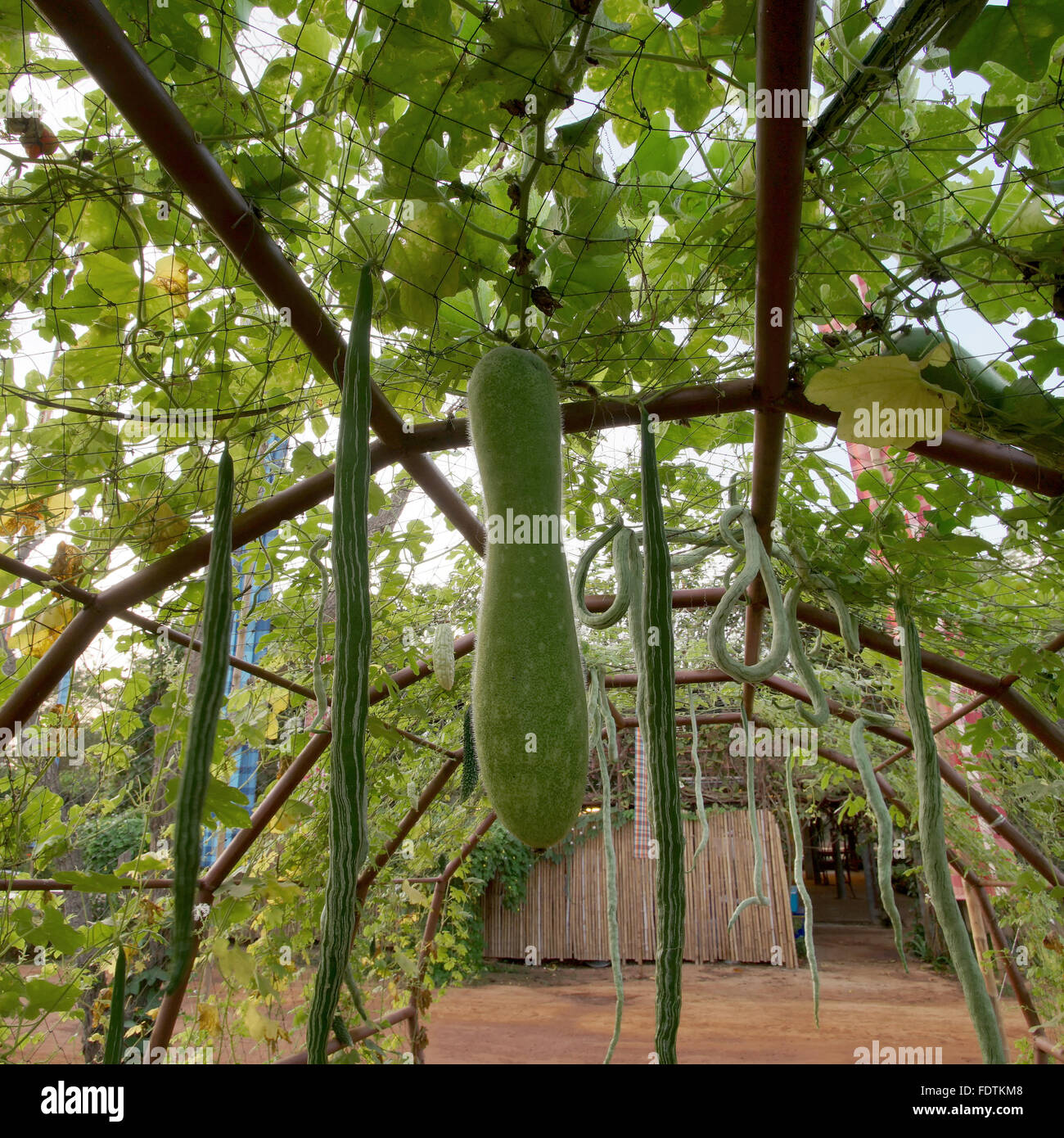 snake gourd or padwal and winter melon on tree in vegetable garden ...