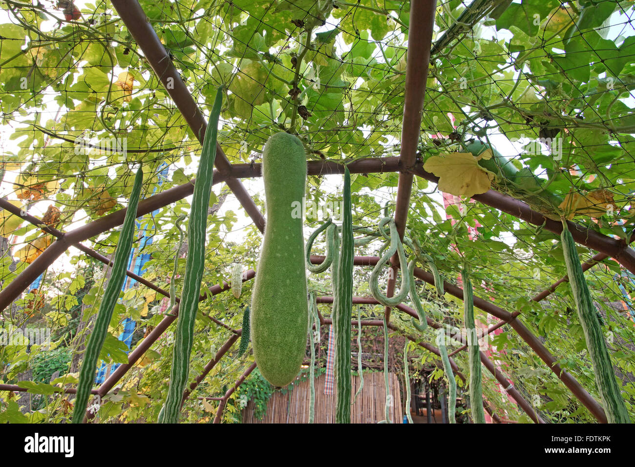 snake gourd or padwal and winter melon on tree in vegetable garden ...