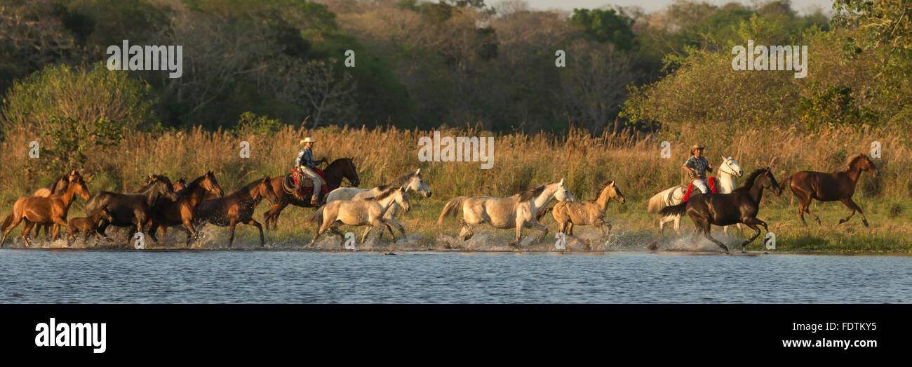Pantaneiro horse Pantanal Brazil wild wetland sun Stock Photo - Alamy