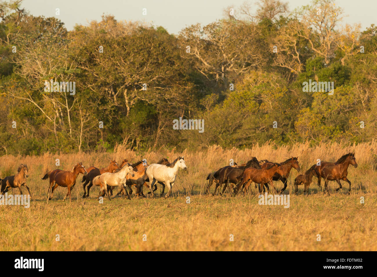 Pantaneiro horse Pantanal Brazil wild wetland sun Stock Photo - Alamy