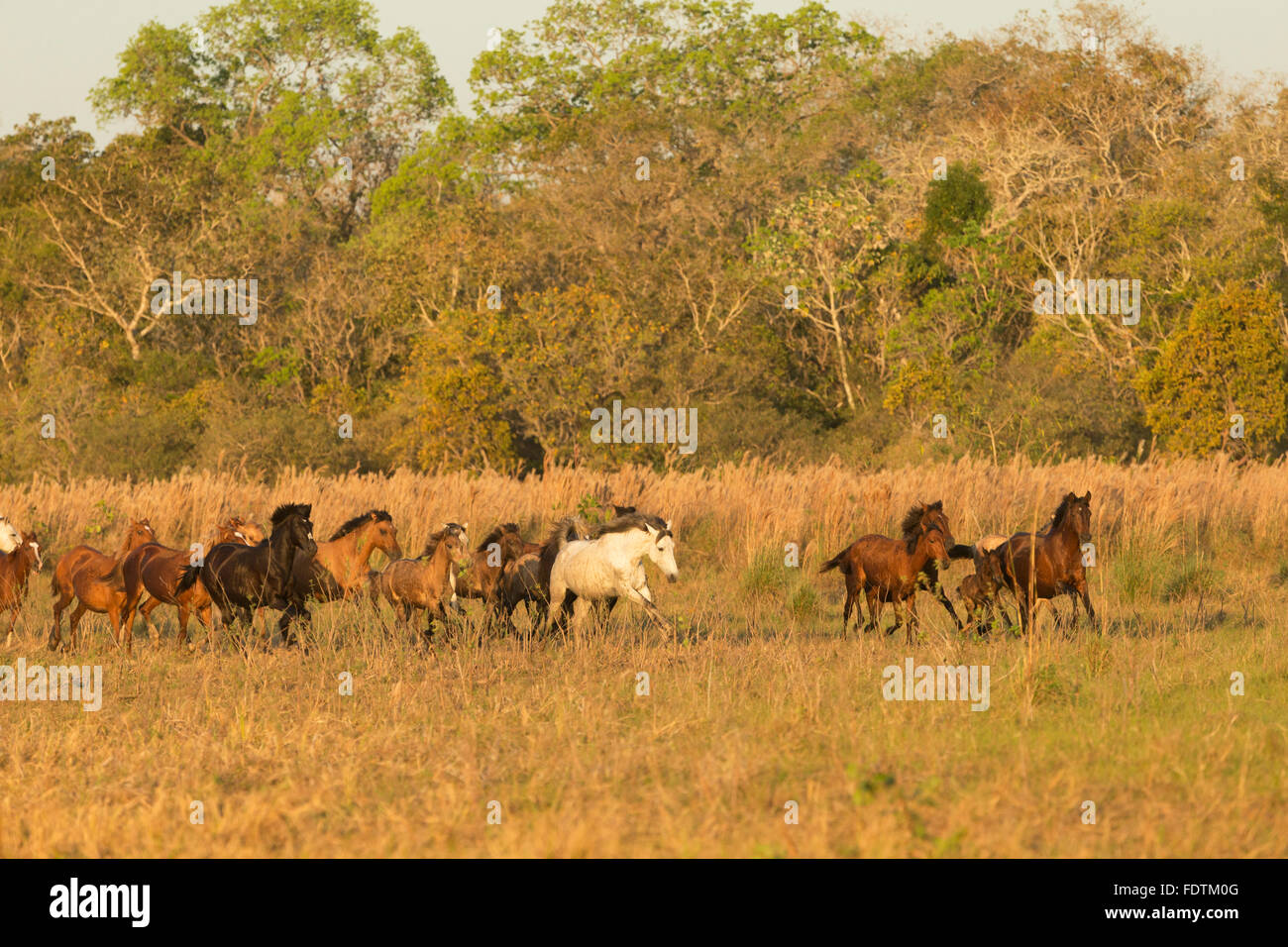 Pantaneiro horse Pantanal Brazil wild wetland sun Stock Photo - Alamy