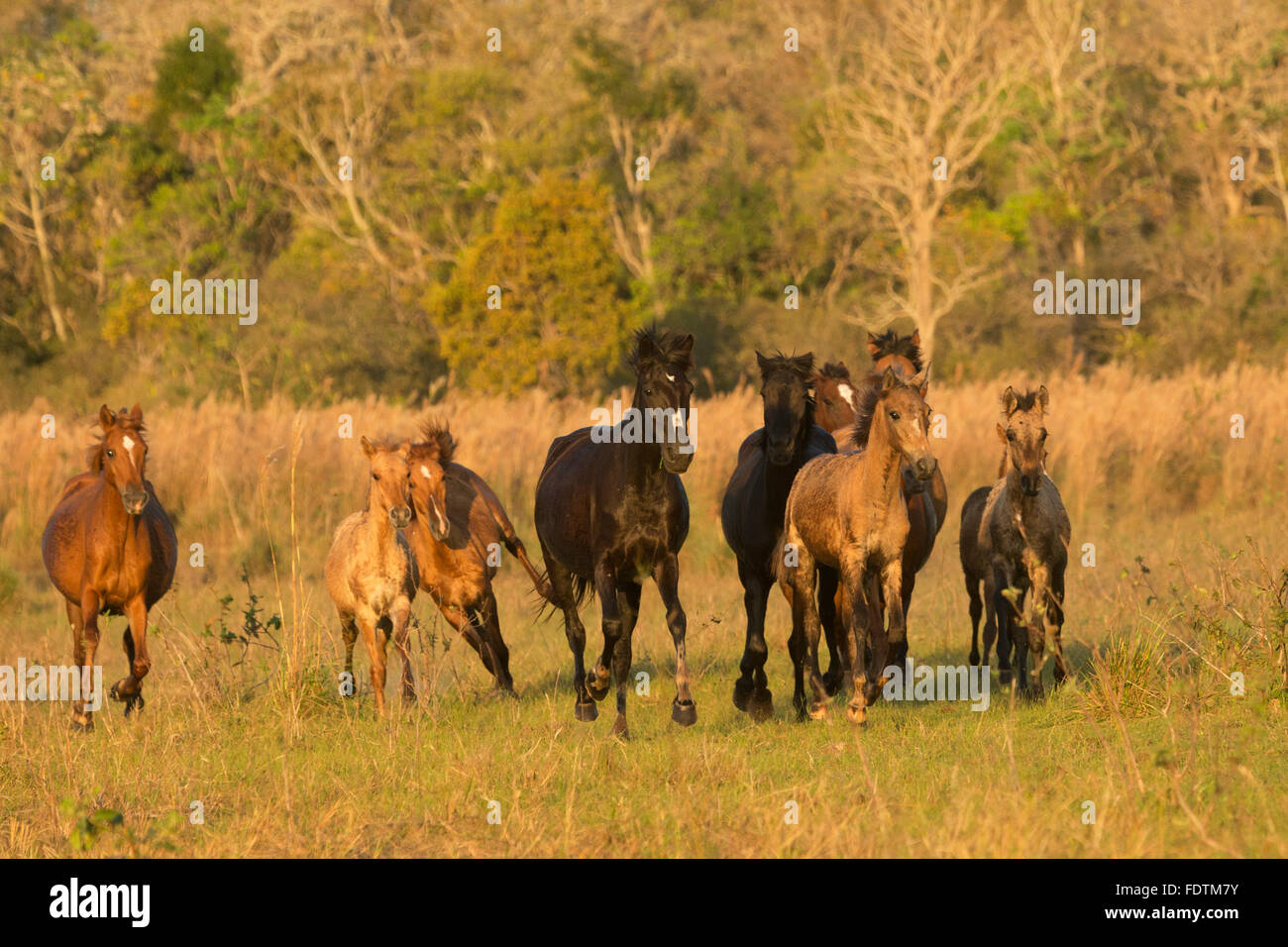 Pantaneiro horse Pantanal Brazil wild wetland sun Stock Photo - Alamy